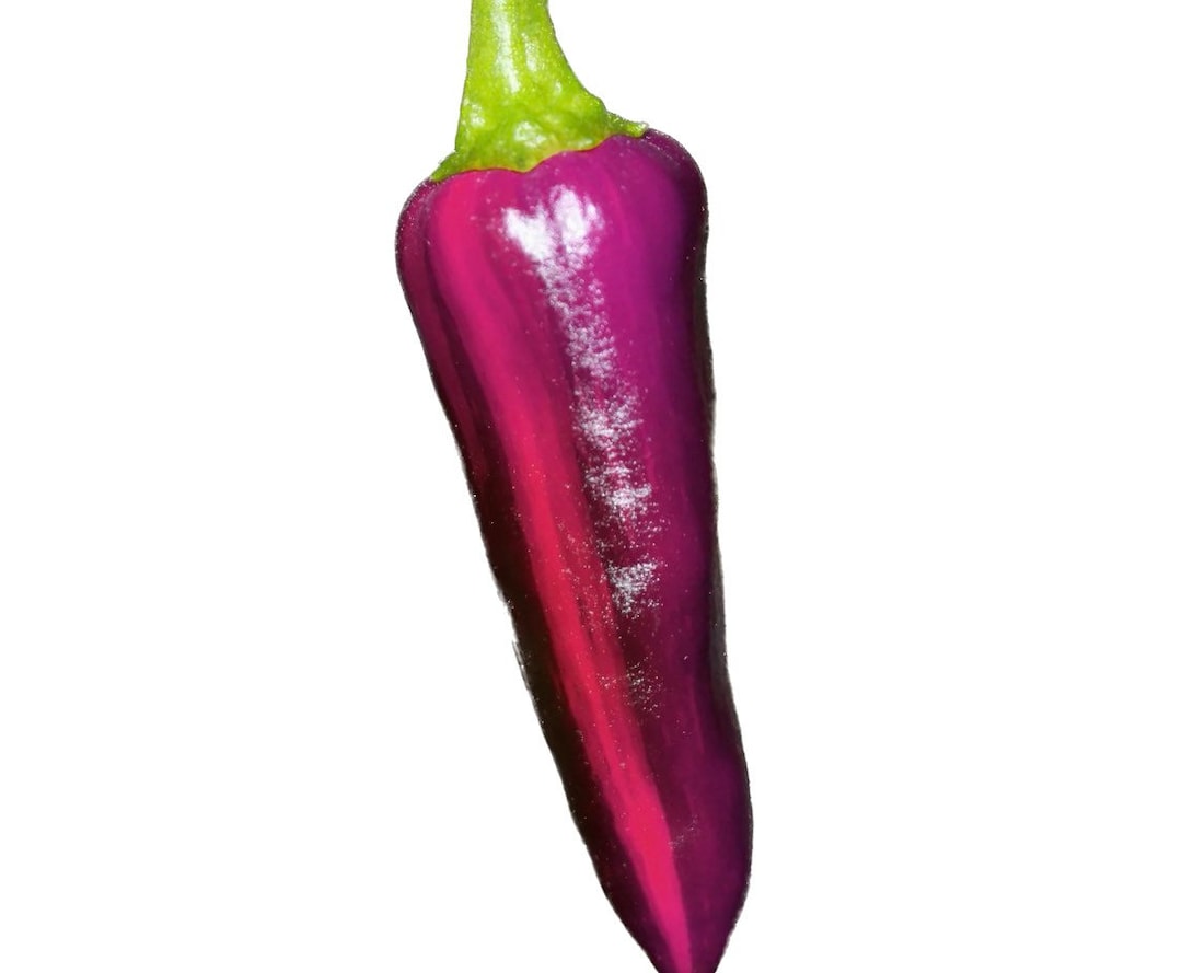 Purple Hot Tiger Pepper Seeds - Etsy