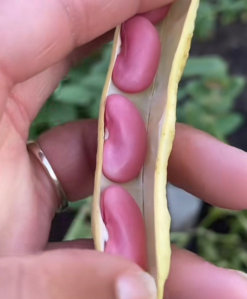 Red Kidney Bean Seeds - Etsy
