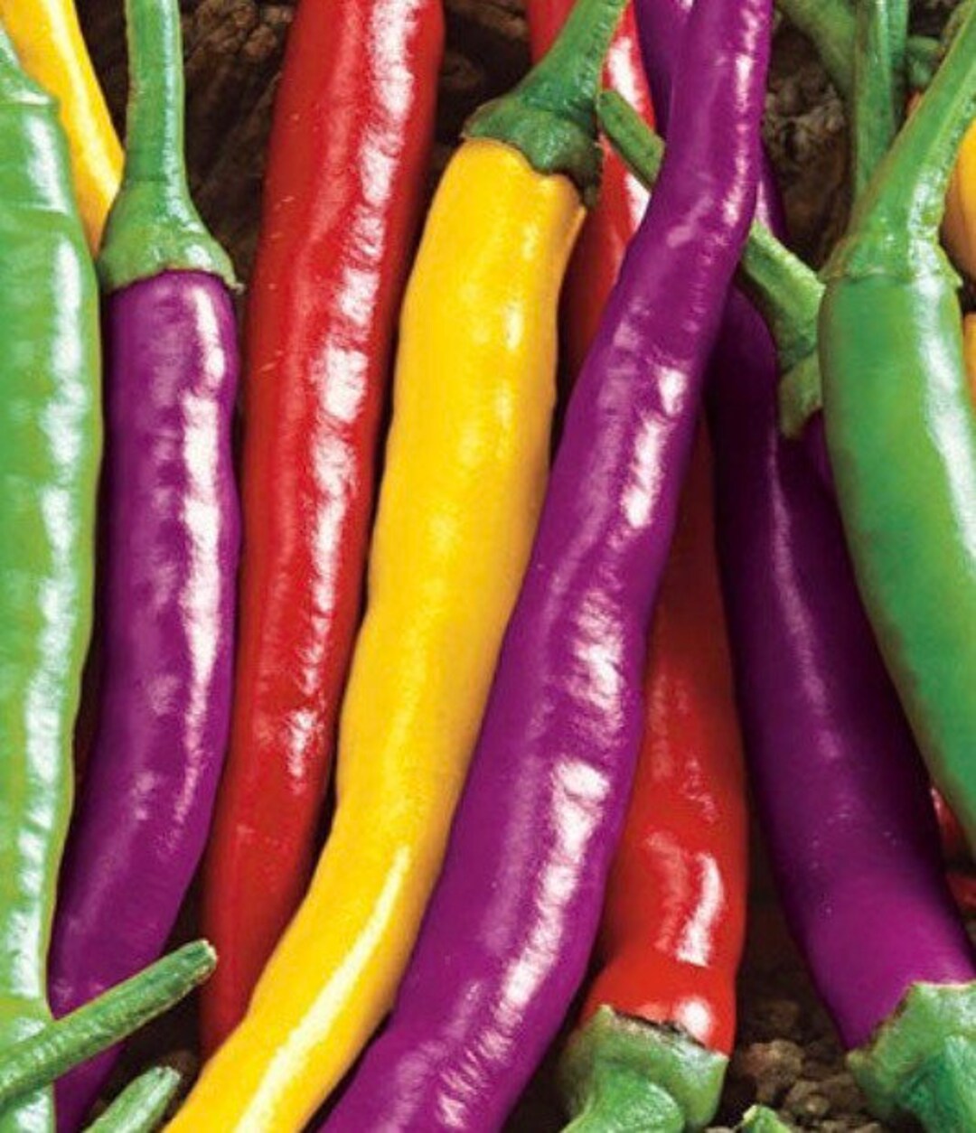 Cayenne Pepper - Mixed Blend Seeds - Etsy