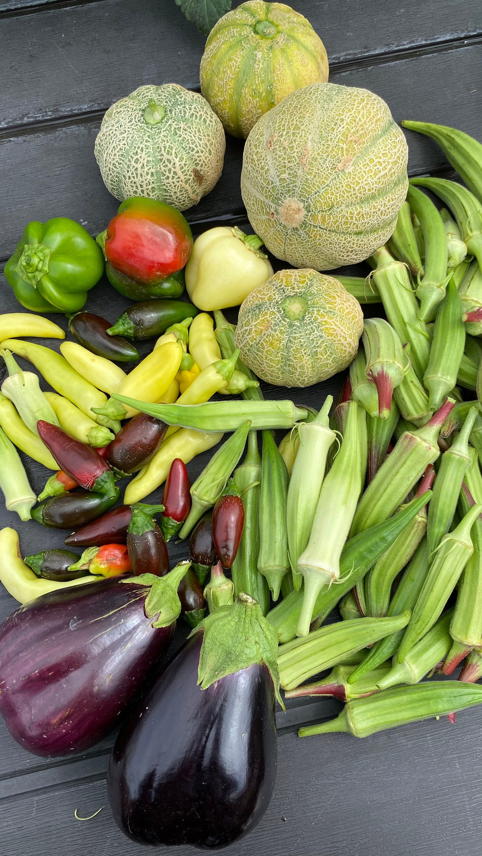 Minnesota Midget Micro Melon Seeds - Etsy