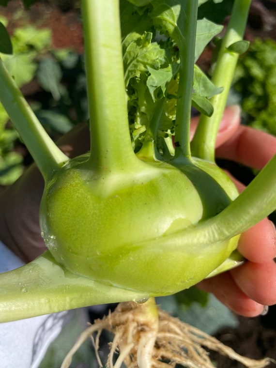 Kohlrabi Seeds - Etsy