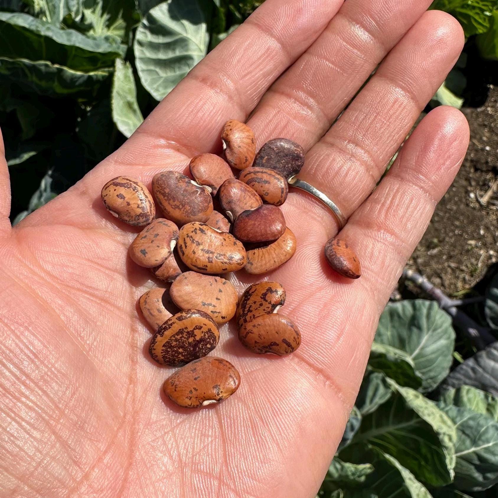 Jackson Wonder (bush) Butterbean Seeds - Etsy
