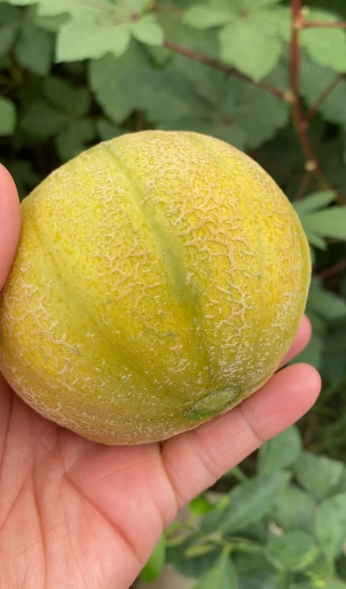 Minnesota Midget Micro Melon Seeds - Etsy