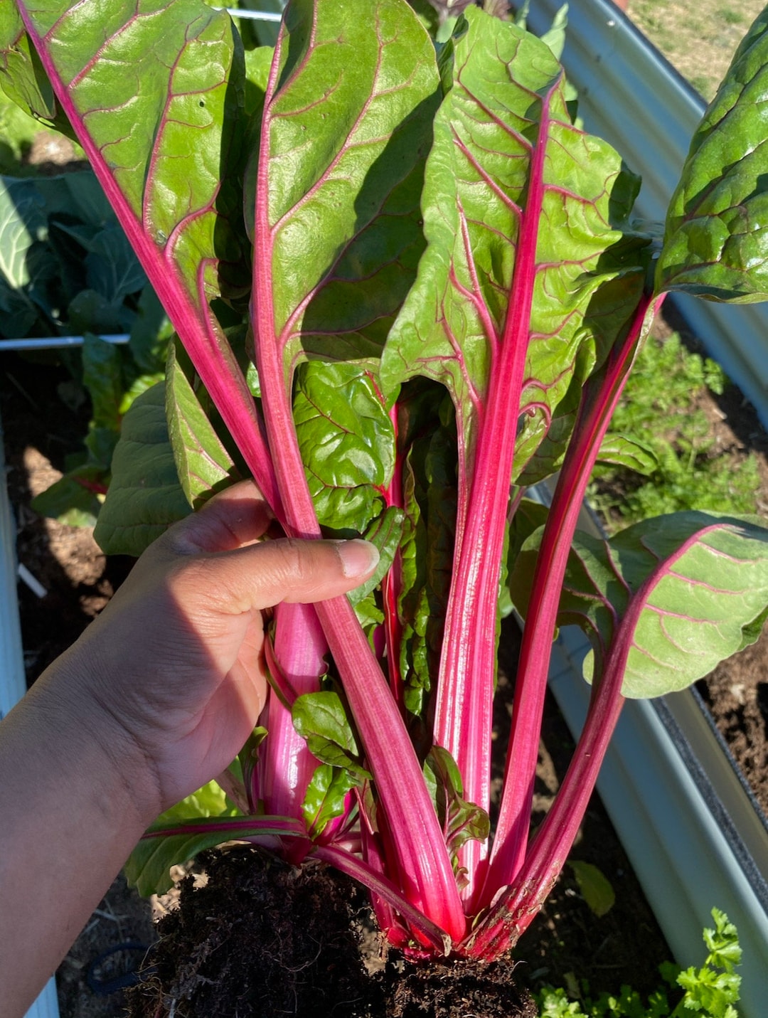 Ruby Swiss Chard Seeds - Etsy