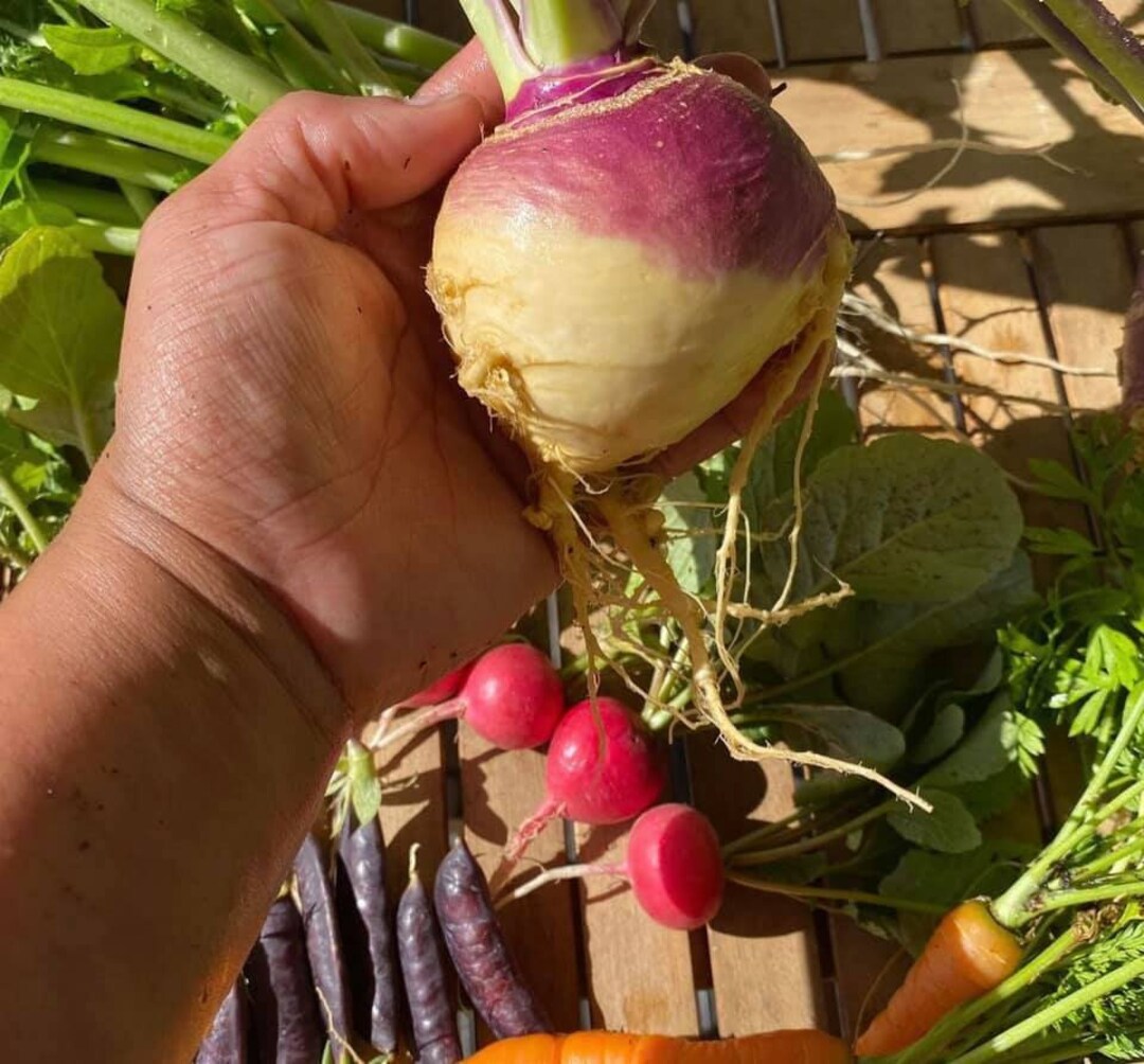 Purple Top Rutabaga Heirloom Seeds - Etsy