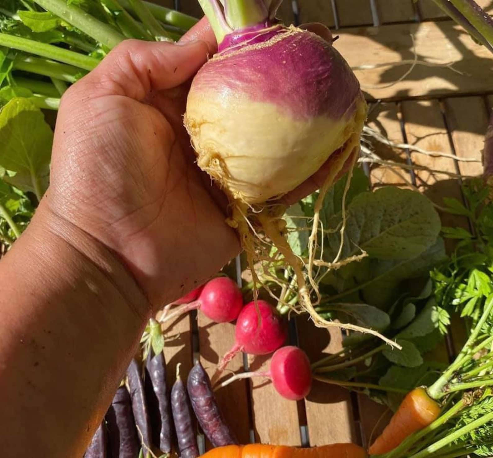Purple Top Rutabaga Heirloom Seeds | Etsy