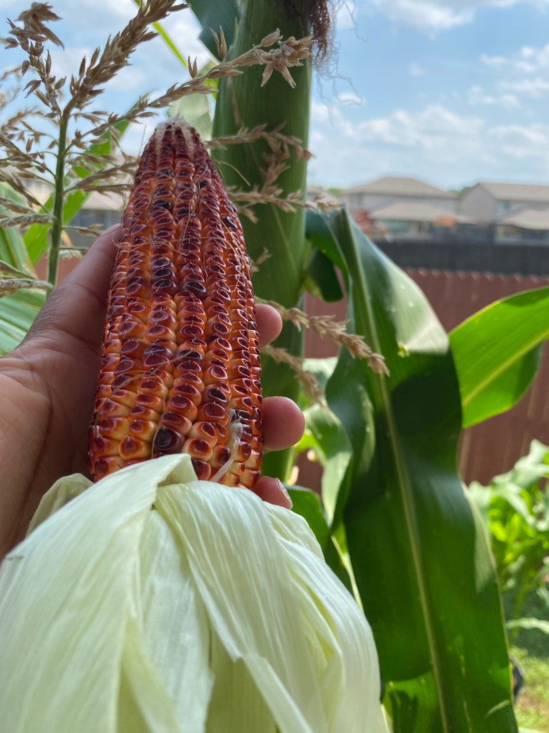 Jimmy Red Corn Seeds - Etsy