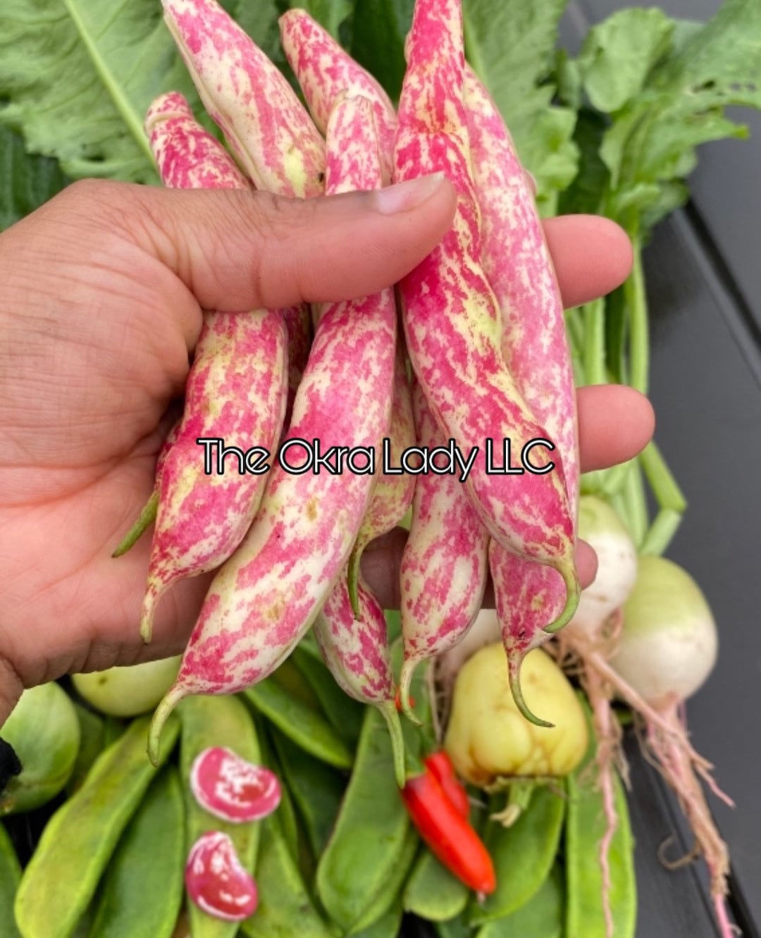 Cranberry Bush Bean Seeds - Etsy