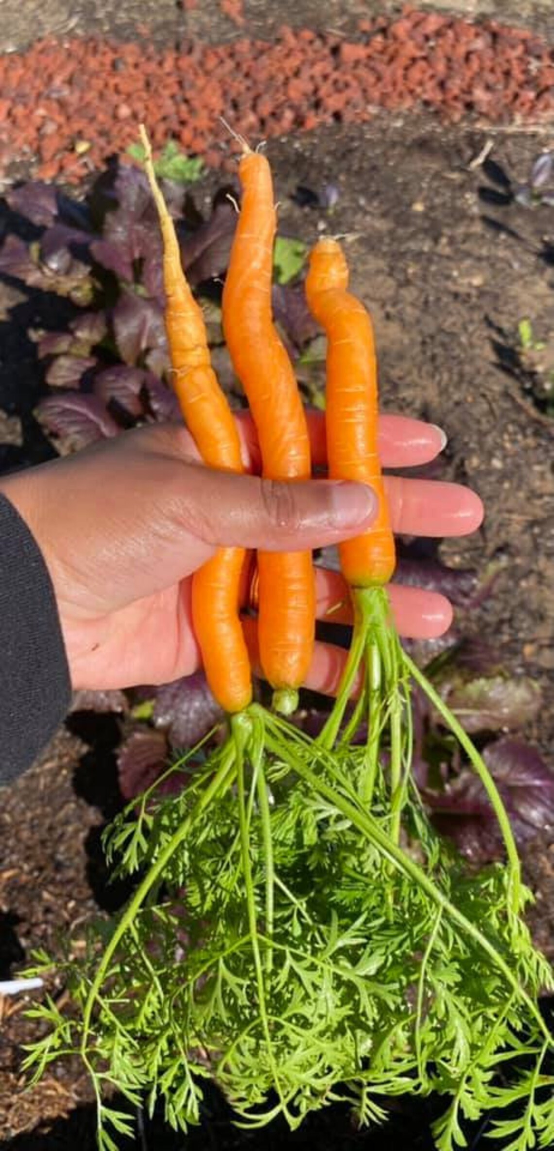 Little Finger Carrot Seeds - Etsy