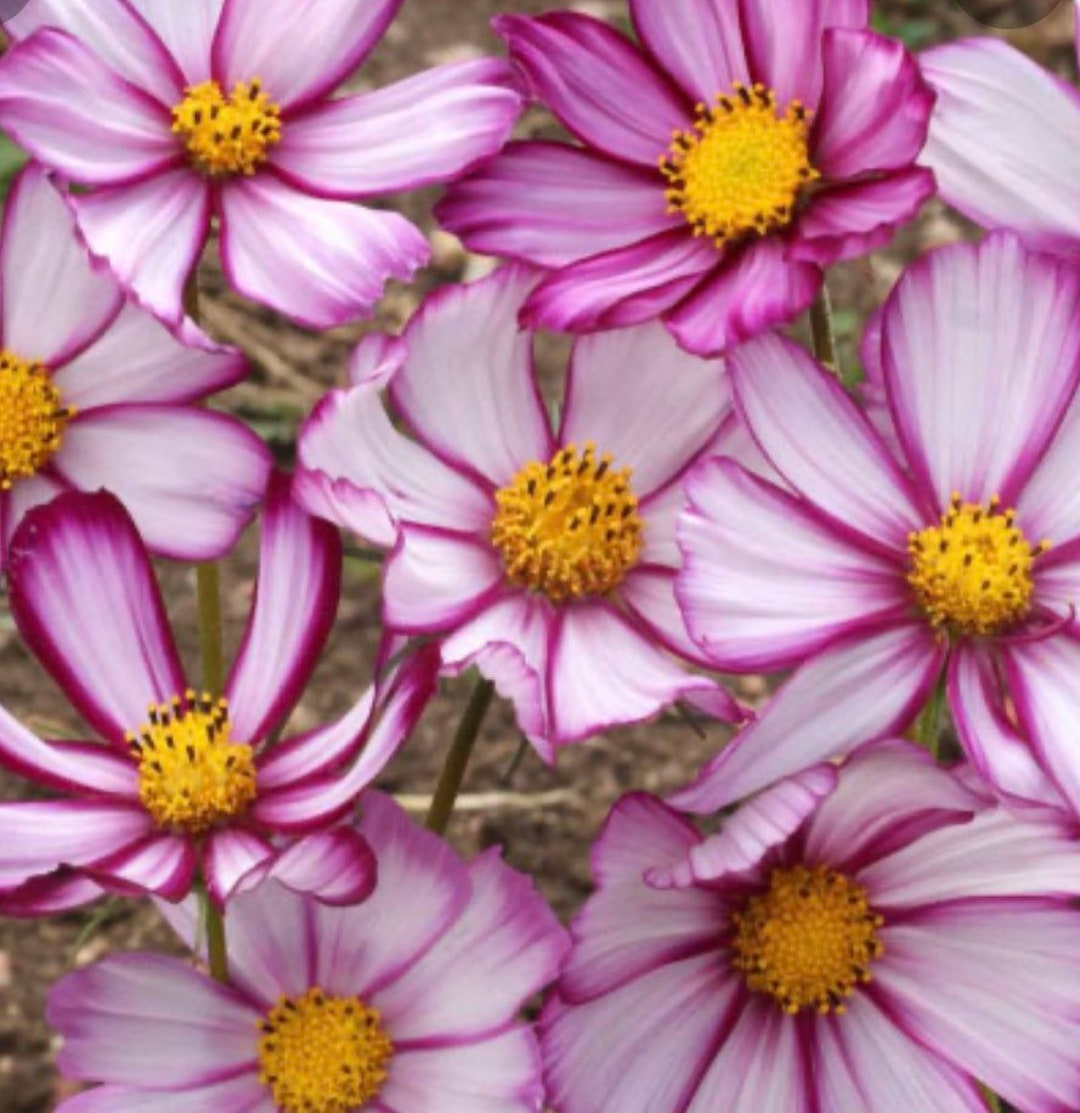 Picotee Cosmos Seeds - Etsy