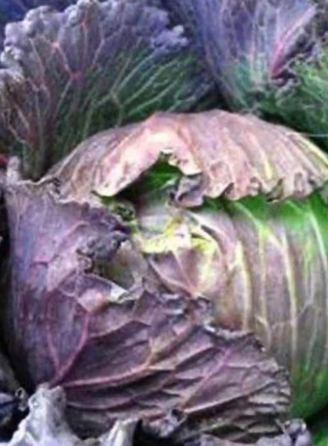 Purple Savoy Cabbage Seeds - Etsy