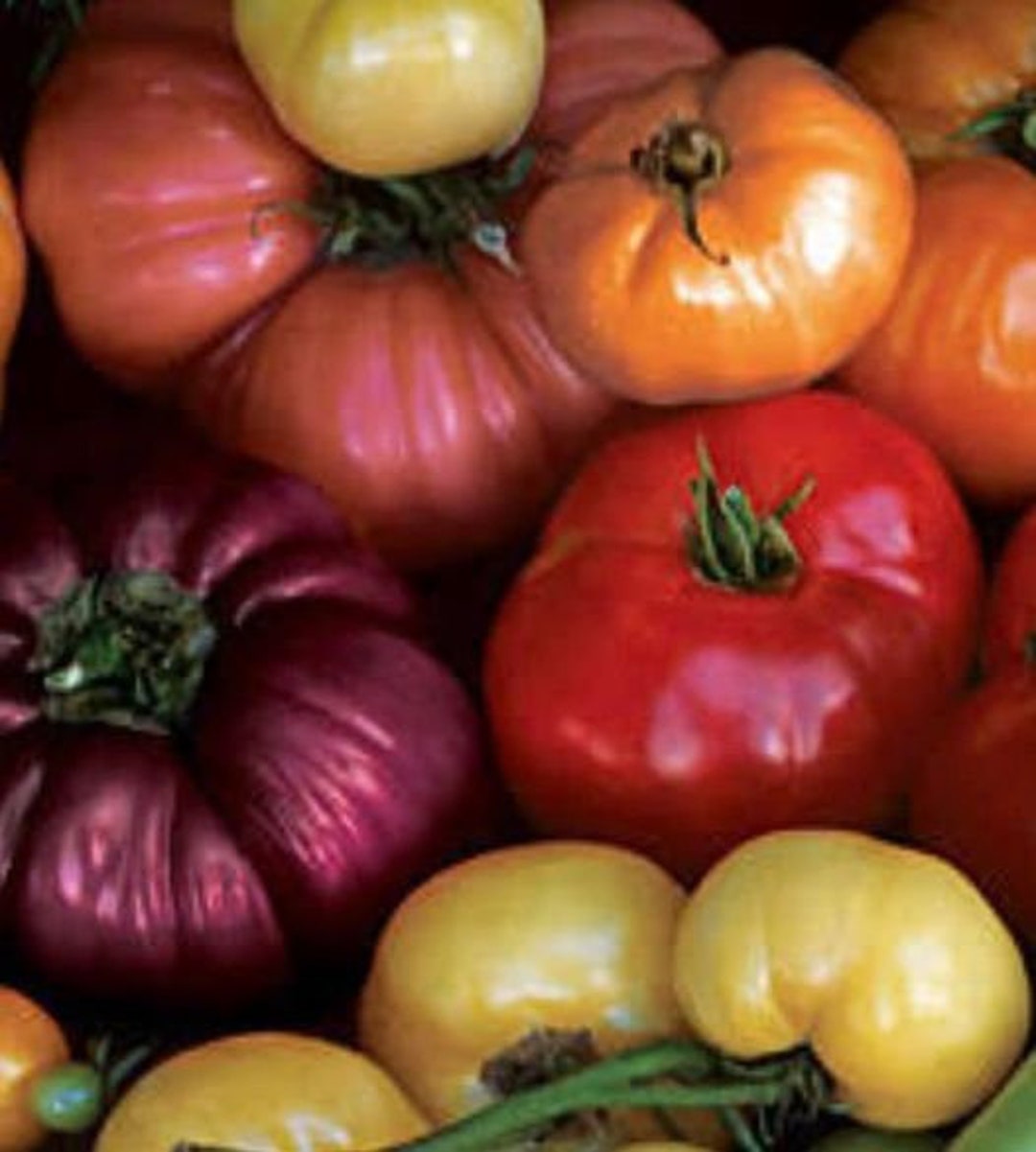 Tomato Rainbow Blend Heirloom Seeds - Etsy
