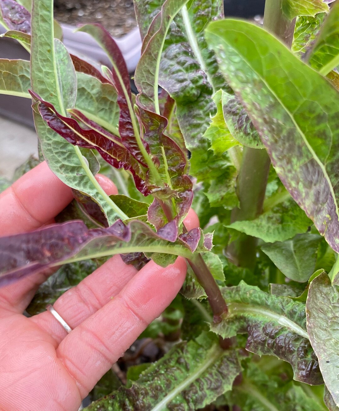 Purple Sword Celtuce Lettuce Seeds - Etsy