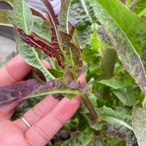 Purple Sword Celtuce Lettuce Seeds - Etsy