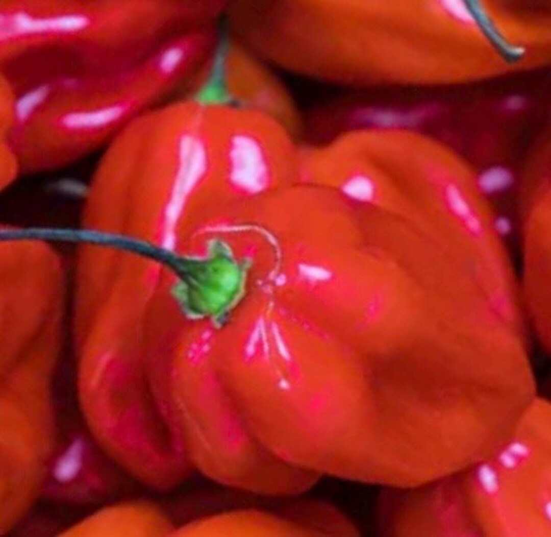 Red Scotch Bonnet Pepper Seeds - Etsy