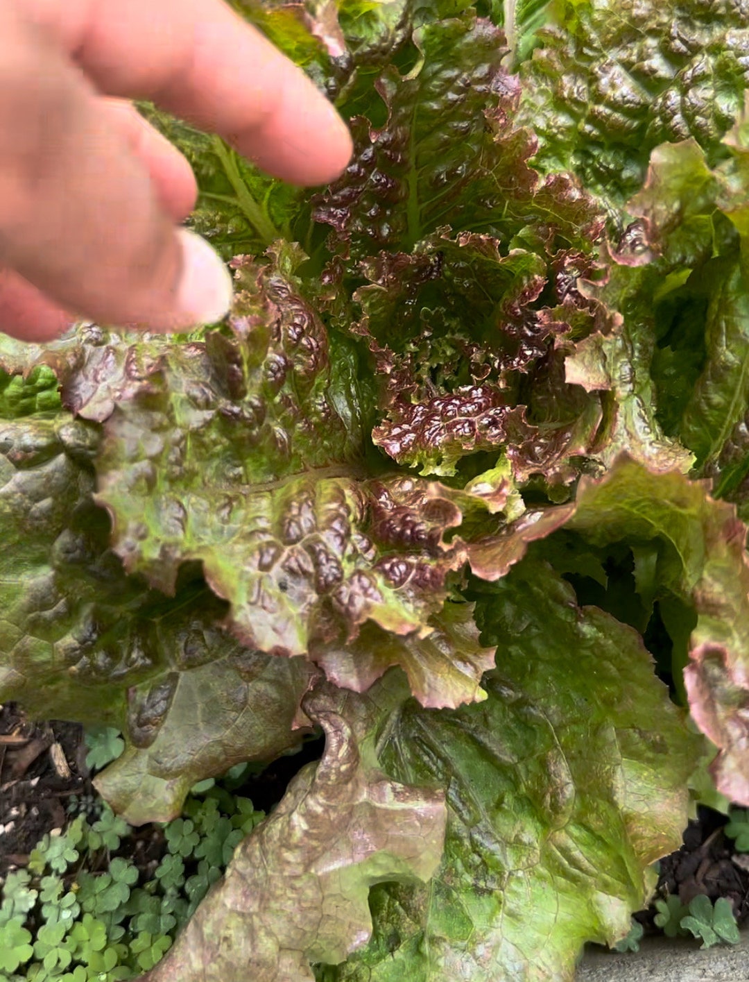 Prizehead Leaf Lettuce Seeds - Etsy