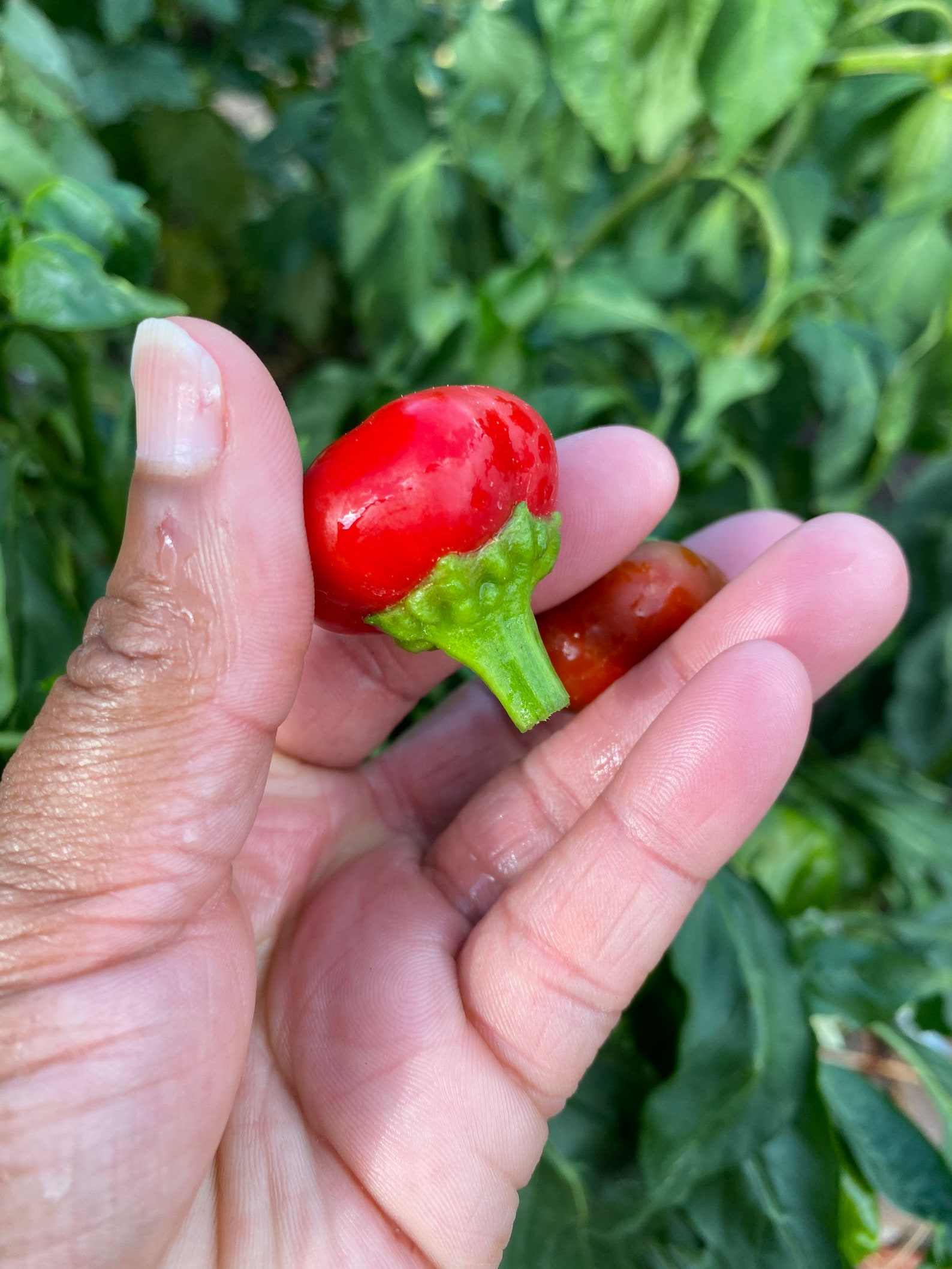 Hot Cherry Pepper Heirloom Seeds - Etsy