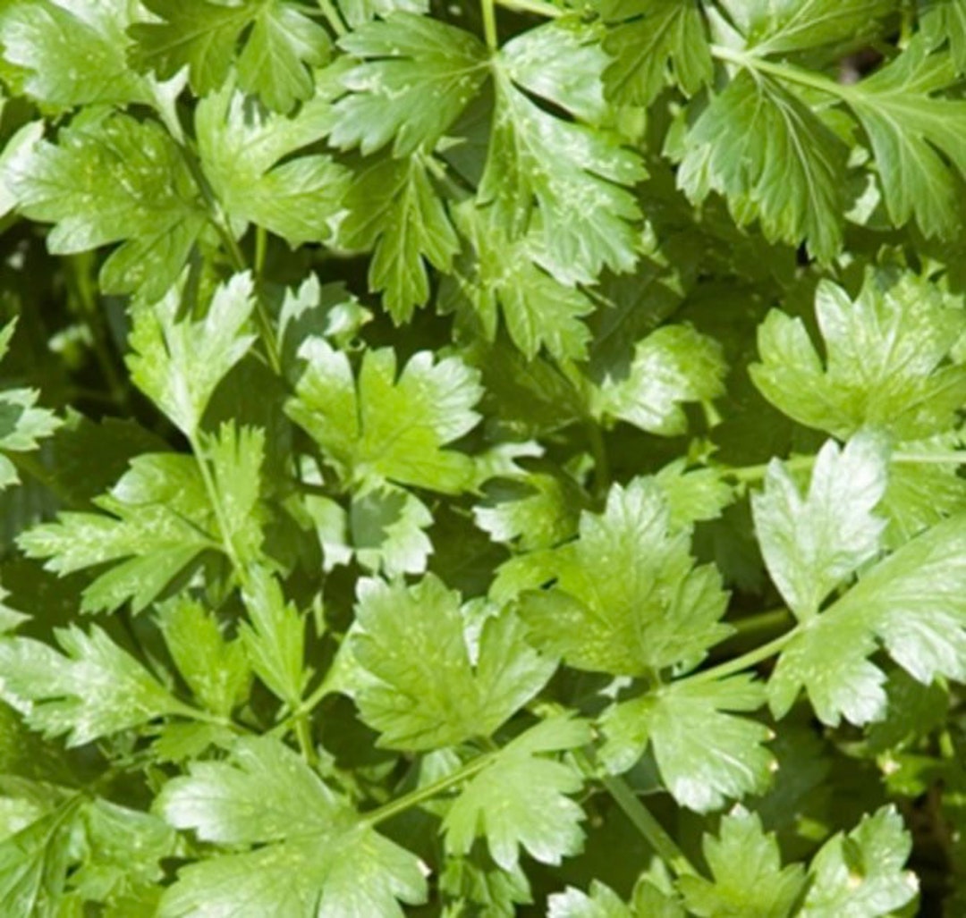 Cilantro Seeds - Slow Bolt - Etsy