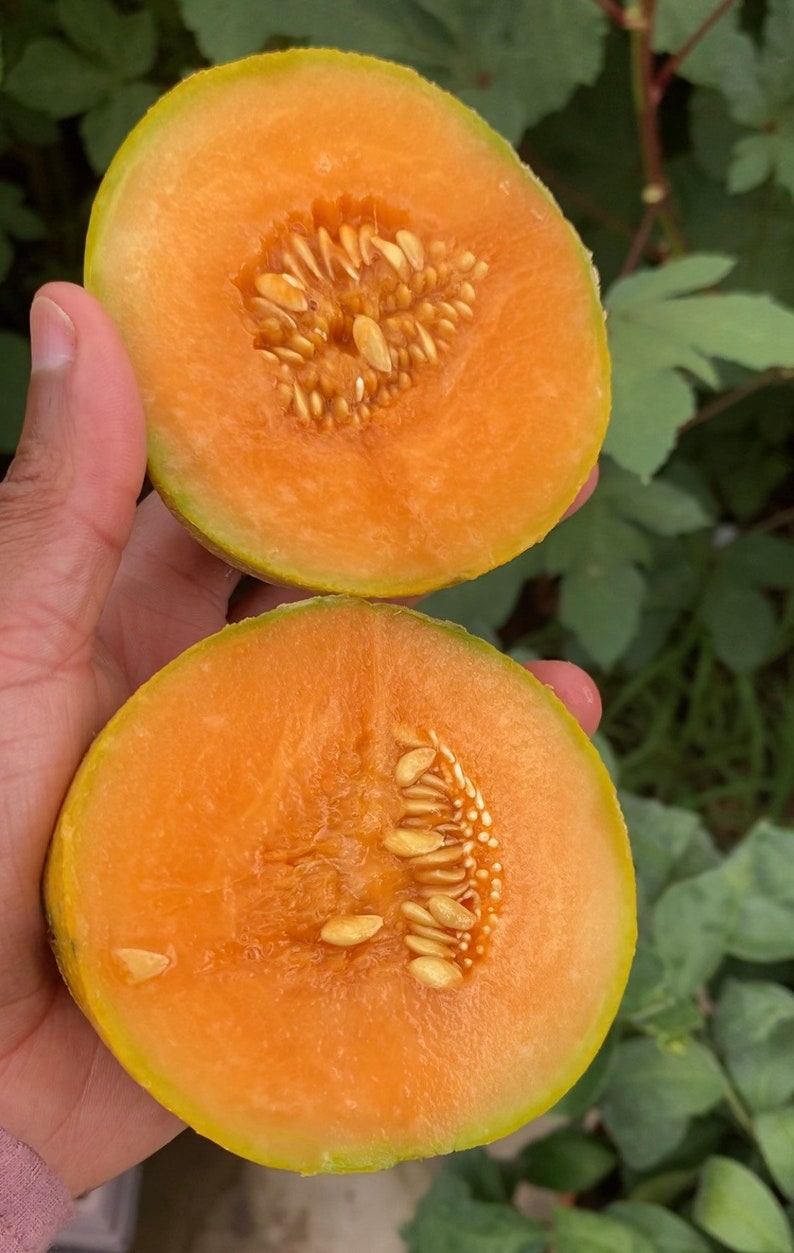 Minnesota Midget Micro Melon Seeds - Etsy