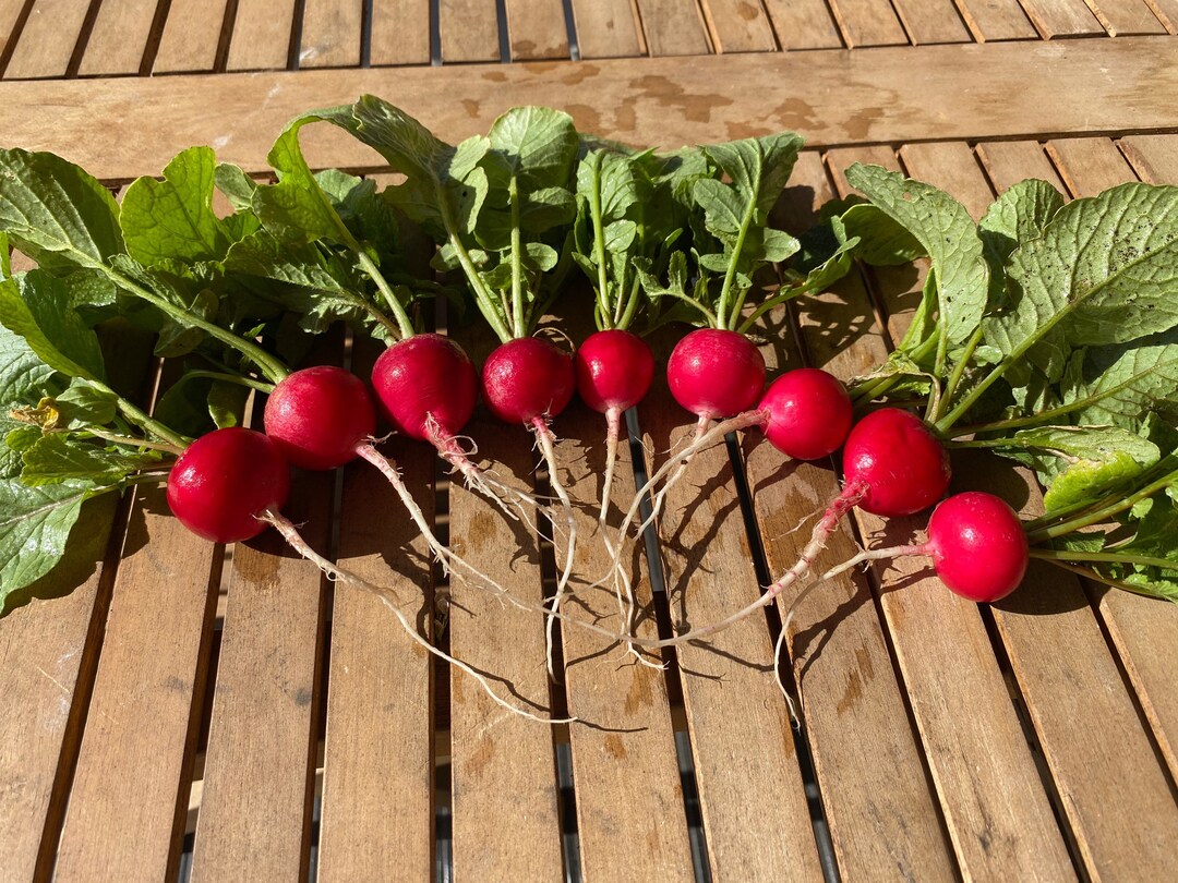 Giant German Radish Seeds (heirloom) - Etsy