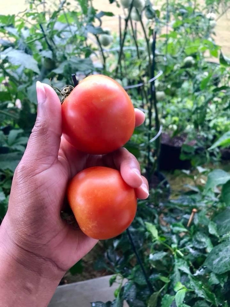Bodacious Hybrid Tomato Seeds - Etsy
