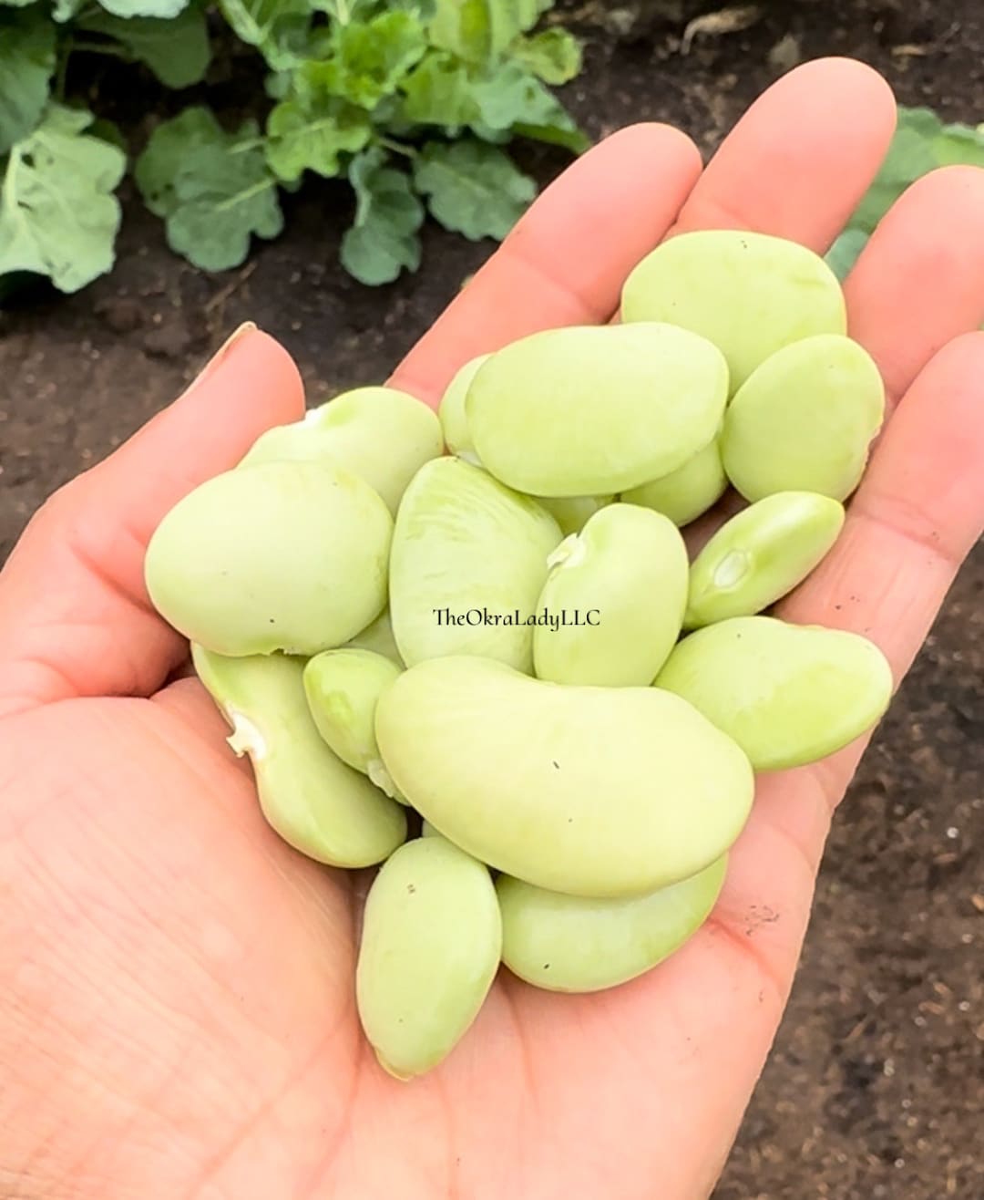 Big Mama Lima Bean Seeds pole - Etsy