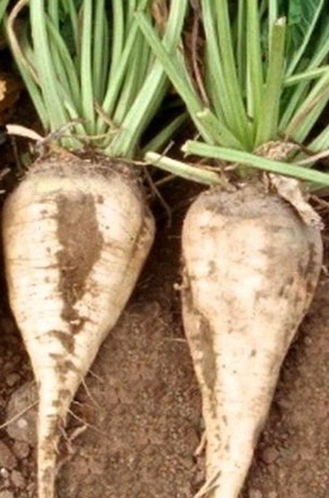 Sugar Beet Seeds - Etsy