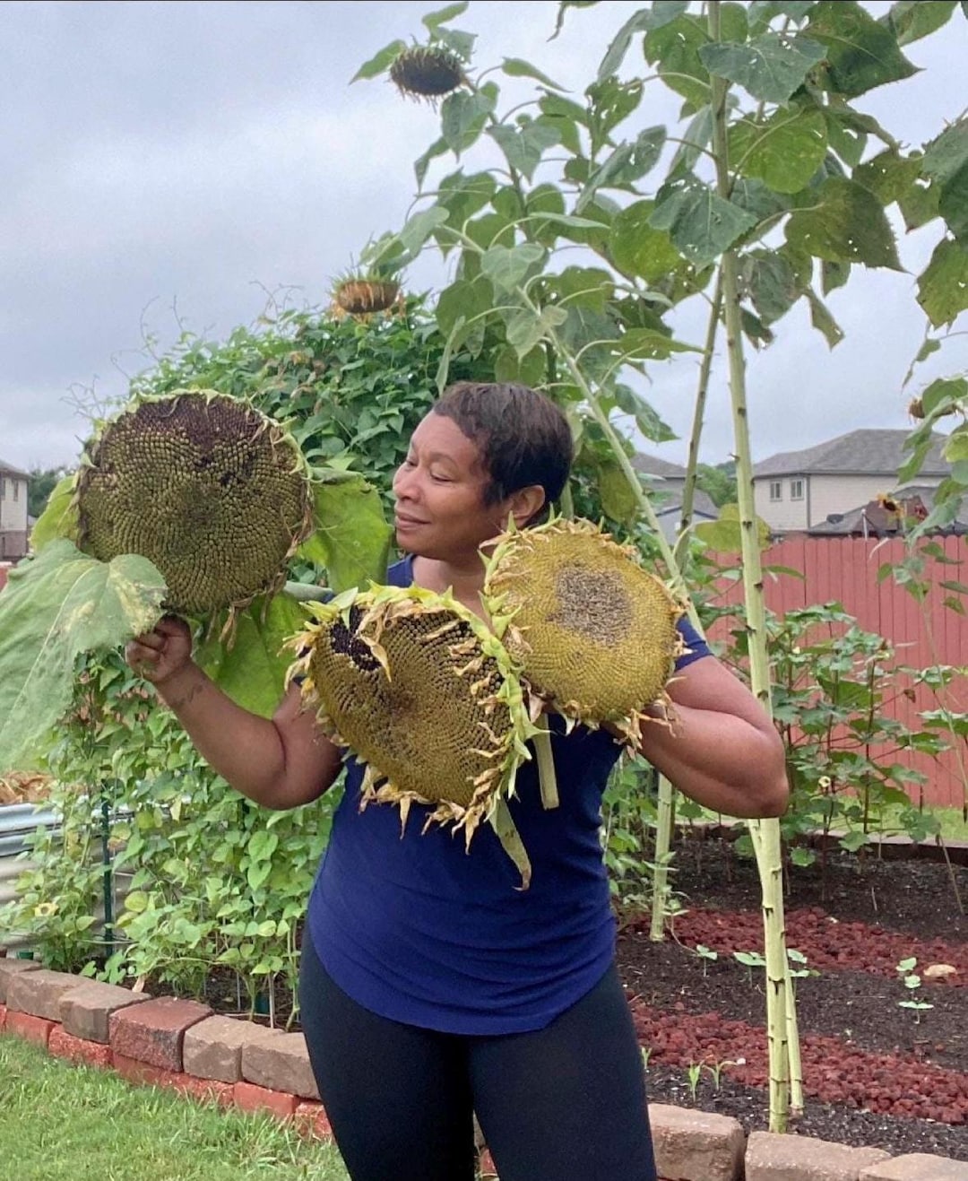 Mammoth Sunflower Seeds - Etsy