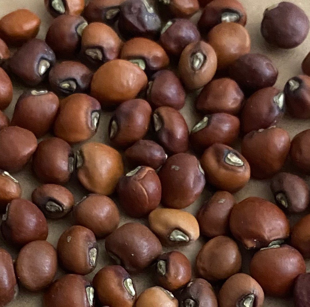 Knuckle Purple Hull Pea Seeds (bush) - Etsy