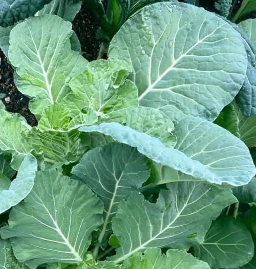 Vates Collard Seeds Heirloom - Etsy