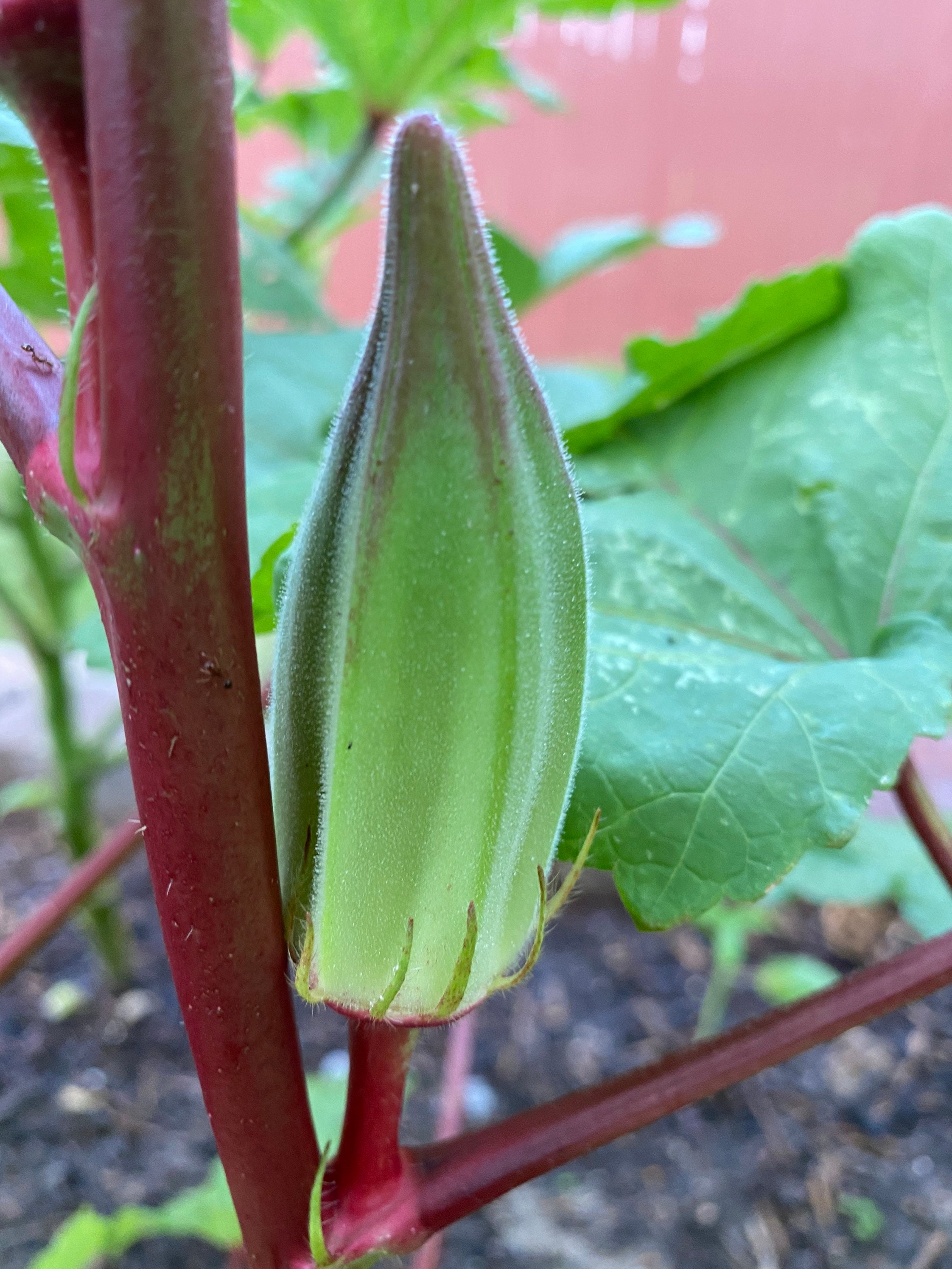 Hill Country Red Okra Seeds | Etsy