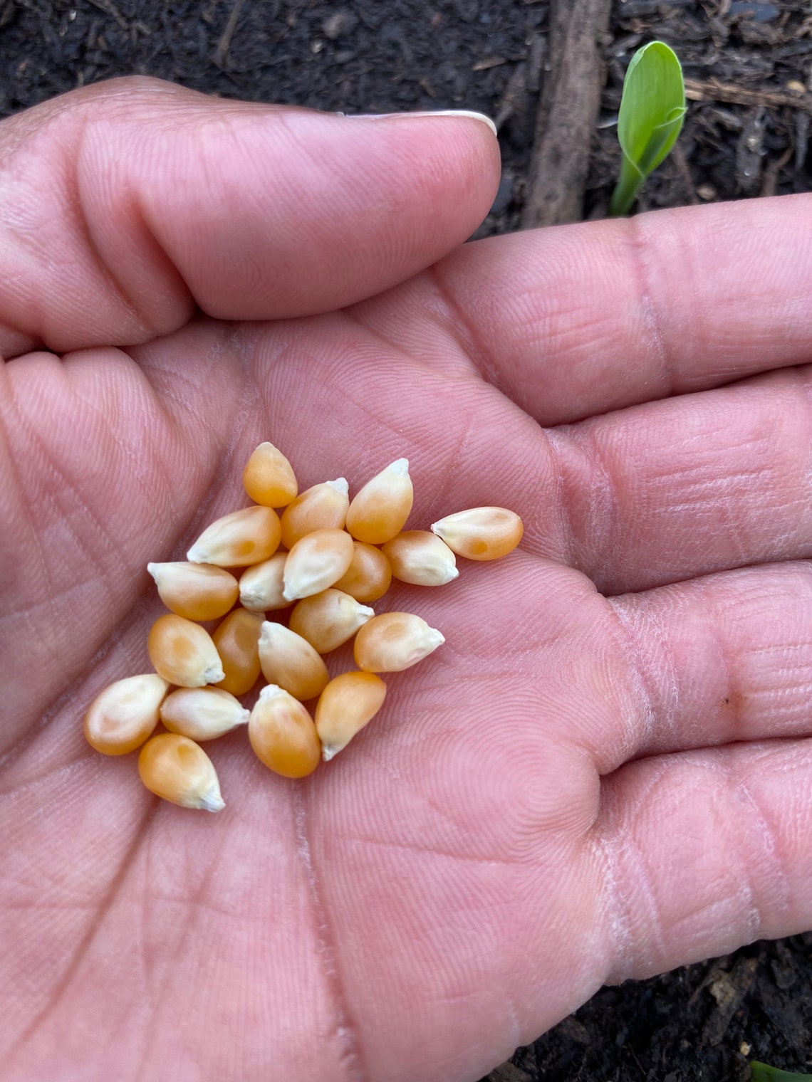 Yellow Hybrid Popcorn Seeds Zea Mays - Etsy