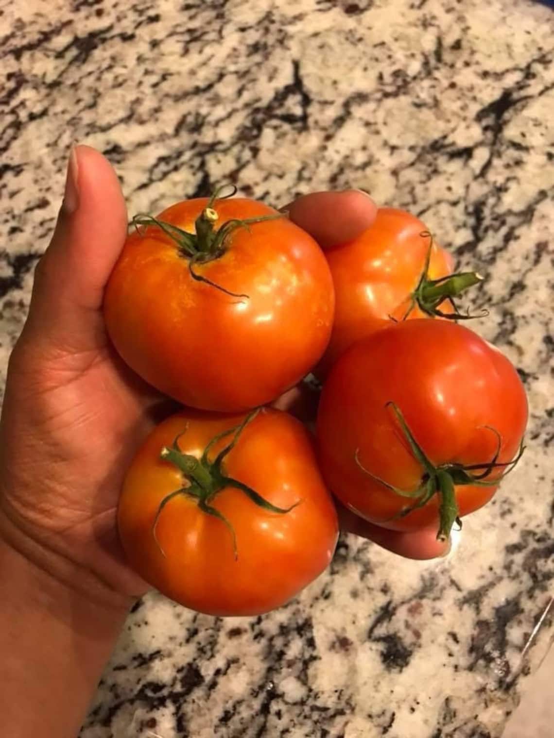 Bodacious Hybrid Tomato Seeds - Etsy
