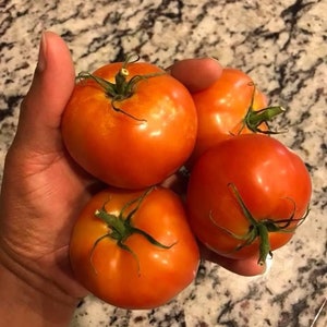 Bodacious Hybrid Tomato Seeds - Etsy