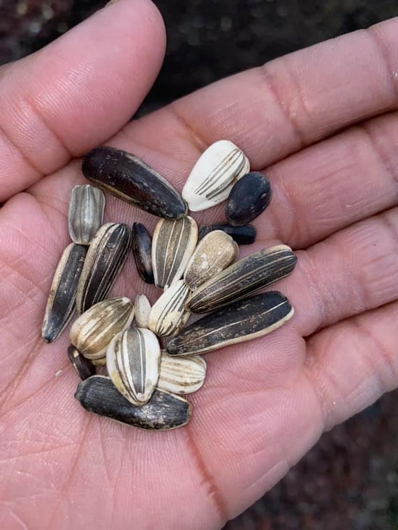Variety pack of Sunflower Seeds | Etsy