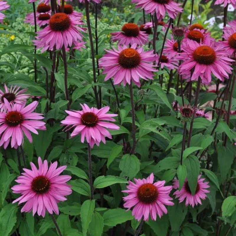 Purple Cone Flower - Etsy