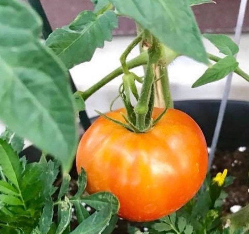Bodacious Hybrid Tomato Seeds - Etsy