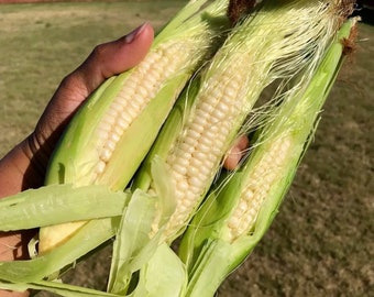 Premium Silver Queen Sweet Corn Best White Corn on the Market Fresh ...