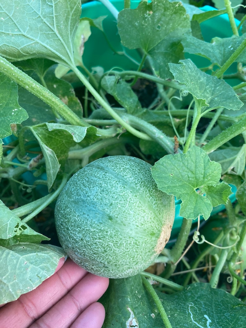 Minnesota Midget Micro Melon Seeds - Etsy