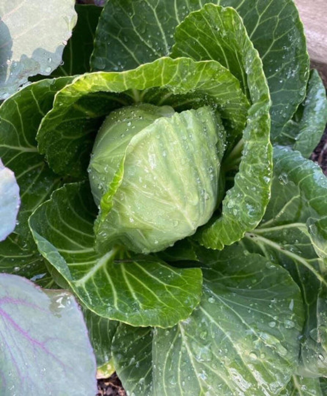All Season Cabbage Seeds - Etsy
