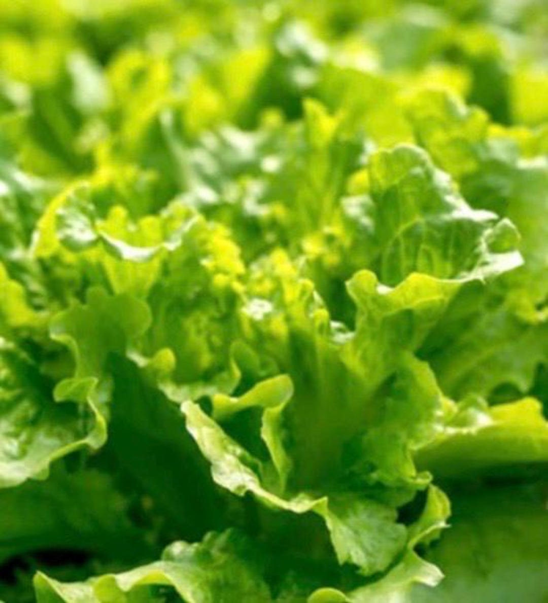 Black Seeded Simpson Leaf Lettuce - Etsy