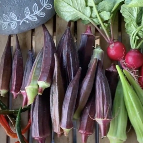 Alabama Red Okra Seeds - Etsy