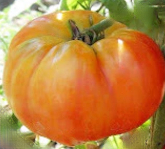 Old German Tomato Seeds - Etsy