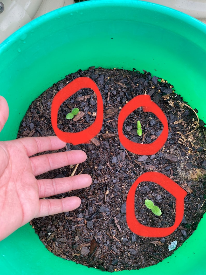 Minnesota Midget Micro Melon Seeds - Etsy