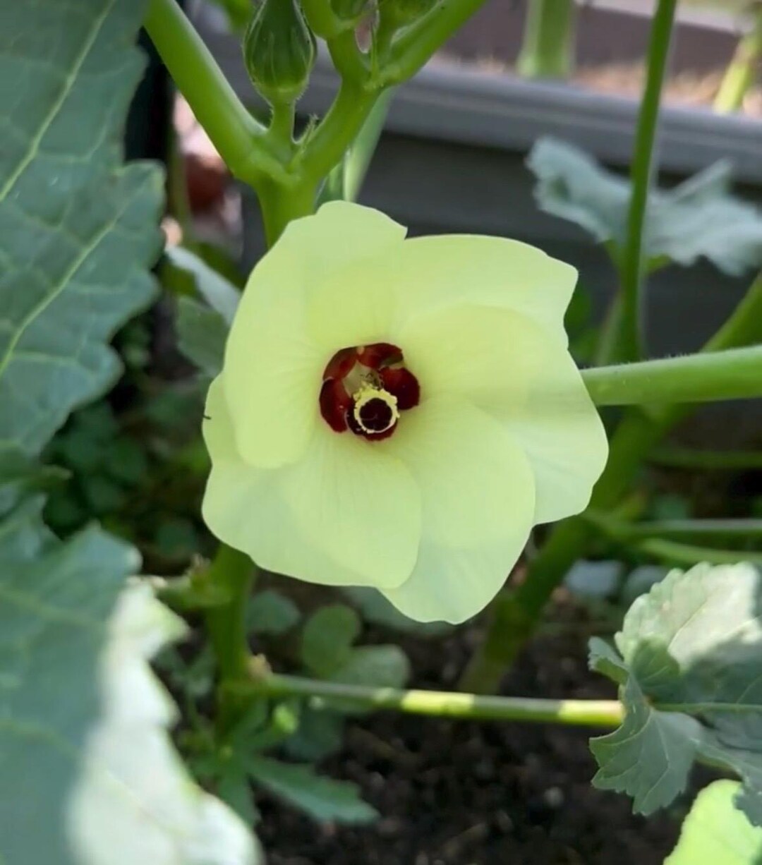 Dwarf Long Pod Green Okra Seeds - Etsy