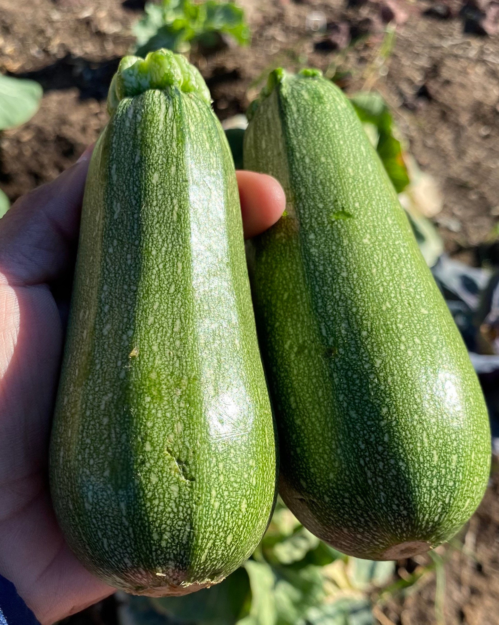 Green Summer Squash