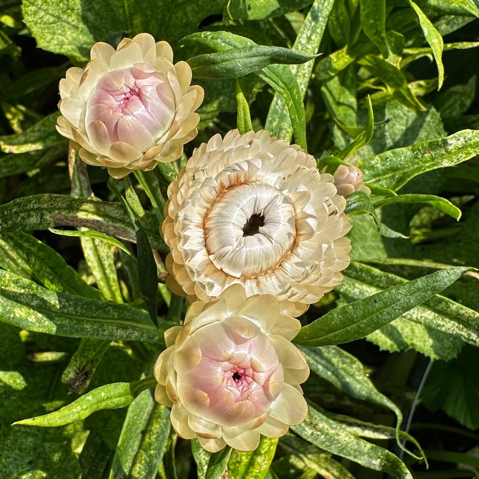 Helichrysum strawflower Mixed Colors Seeds - Etsy