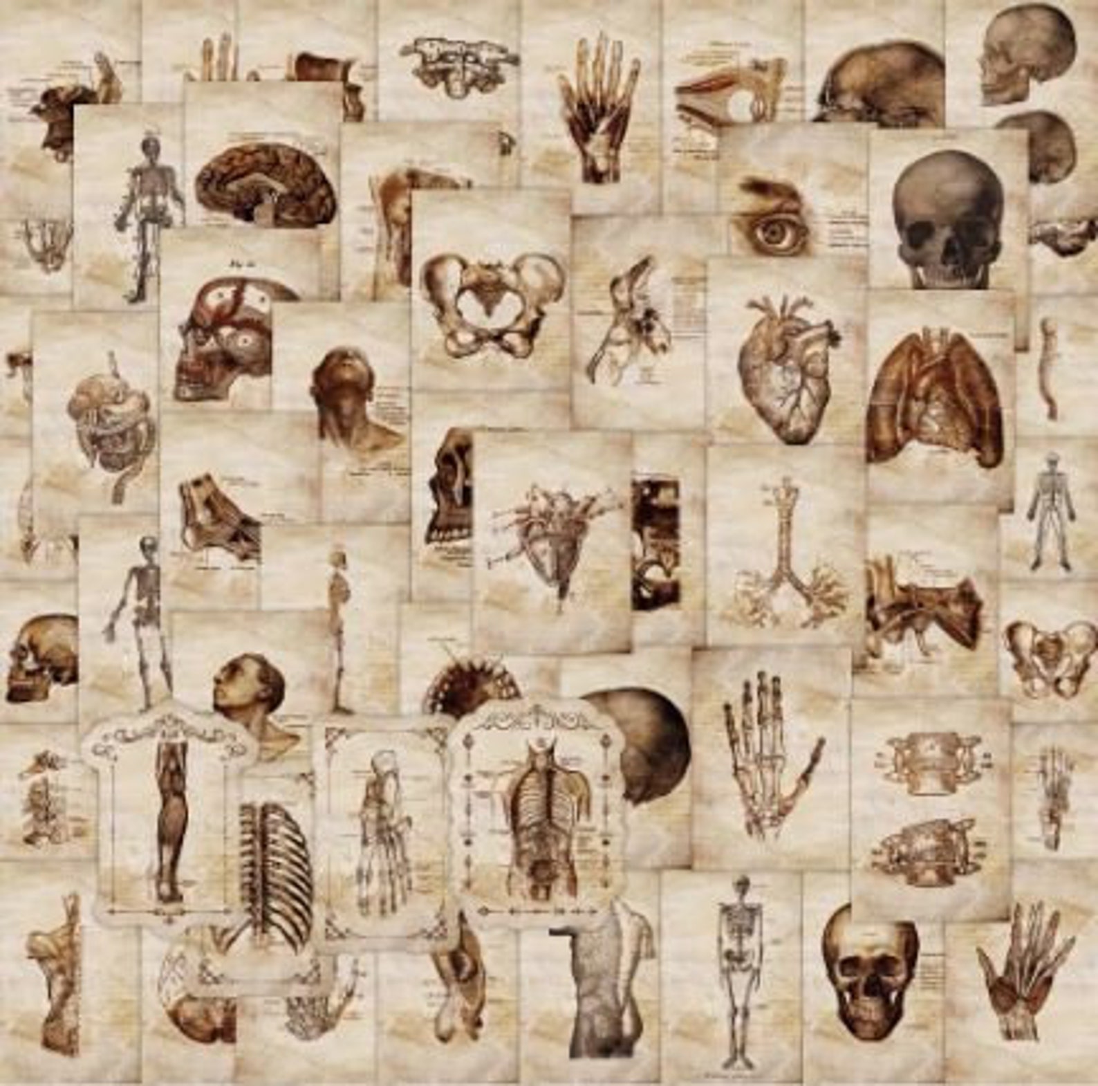 Creative Anatomy and Physiology Stickers the Human Skeleton 52 - Etsy