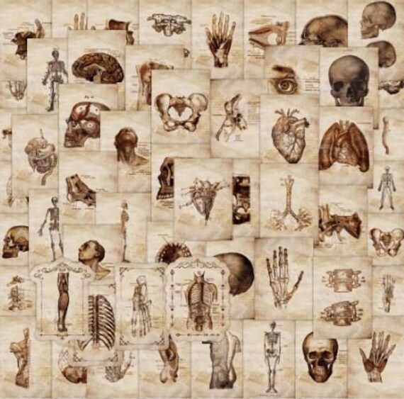 Creative Anatomy and Physiology Stickers the Human Skeleton 52 - Etsy