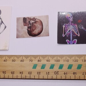 Anatomy Stickers: Human Skeleton, Physiology, 52 Pcs - Etsy